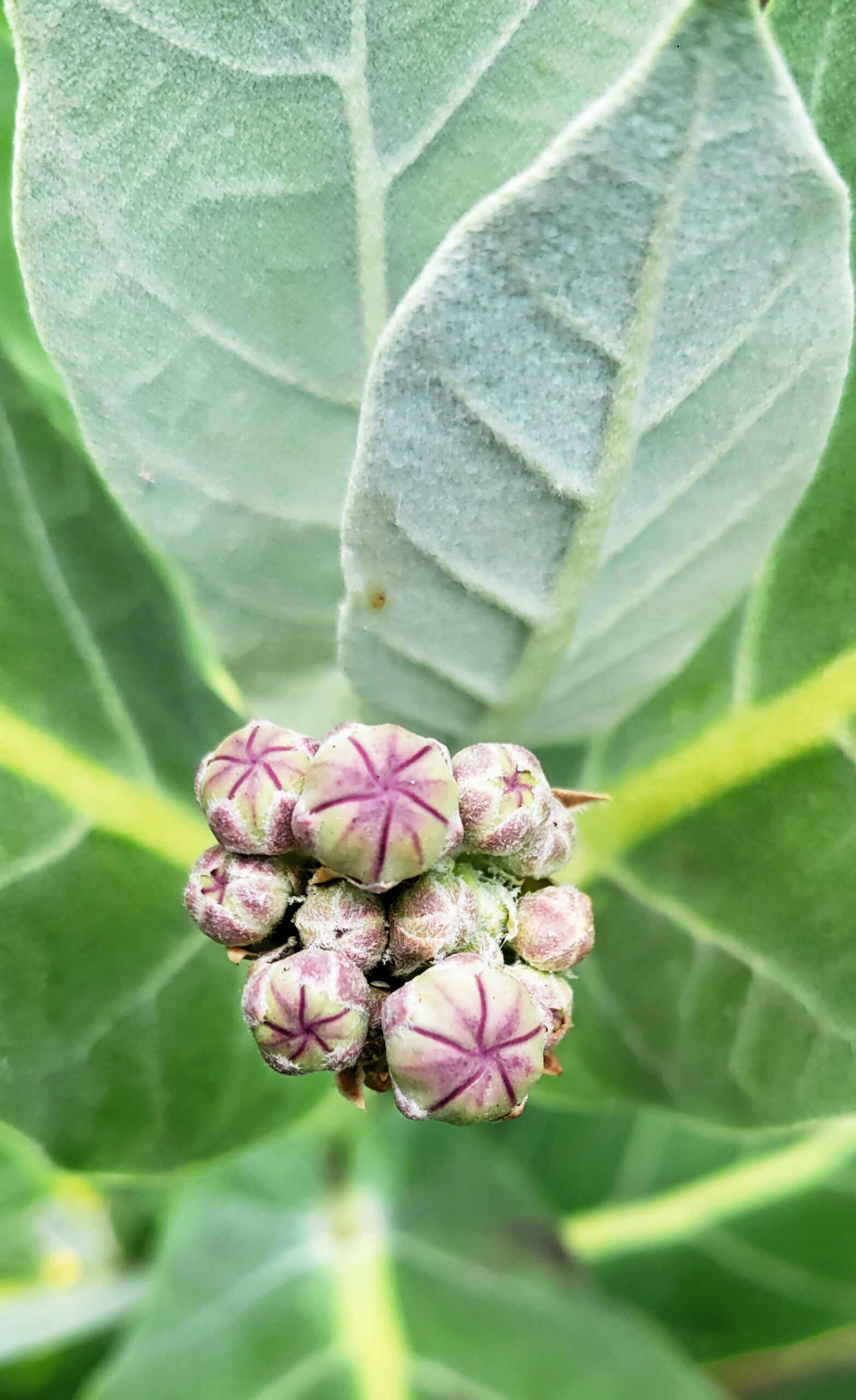 Photo of the Day: Crown Flower Buds | News, Sports, Jobs - Maui News